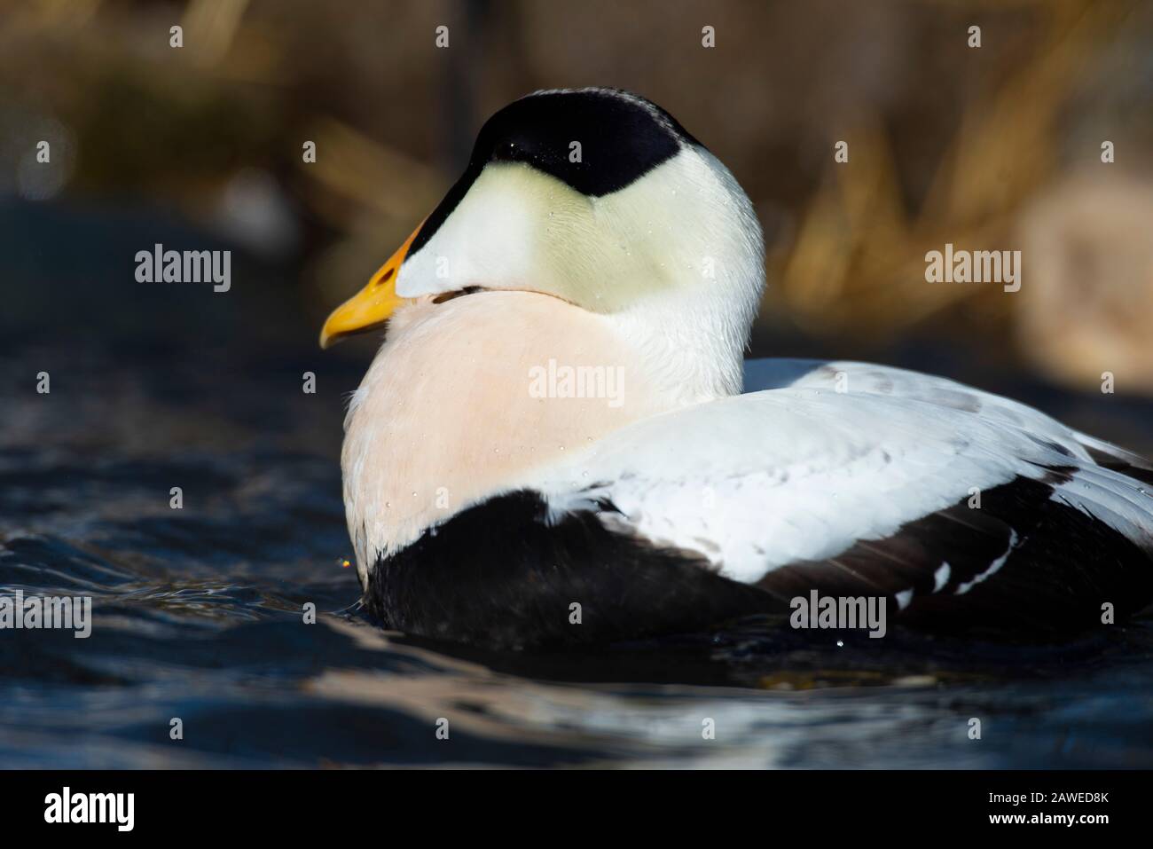 Pacific eiders hi-res stock photography and images - Alamy