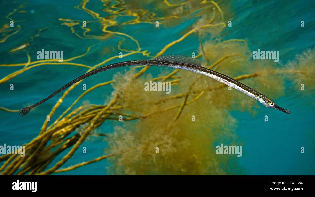 Syngnathus Stock Photos & Syngnathus Stock Images - Alamy