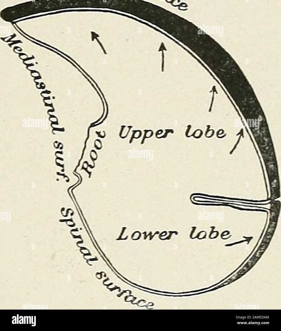 Chest expansion hi-res stock photography and images - Alamy