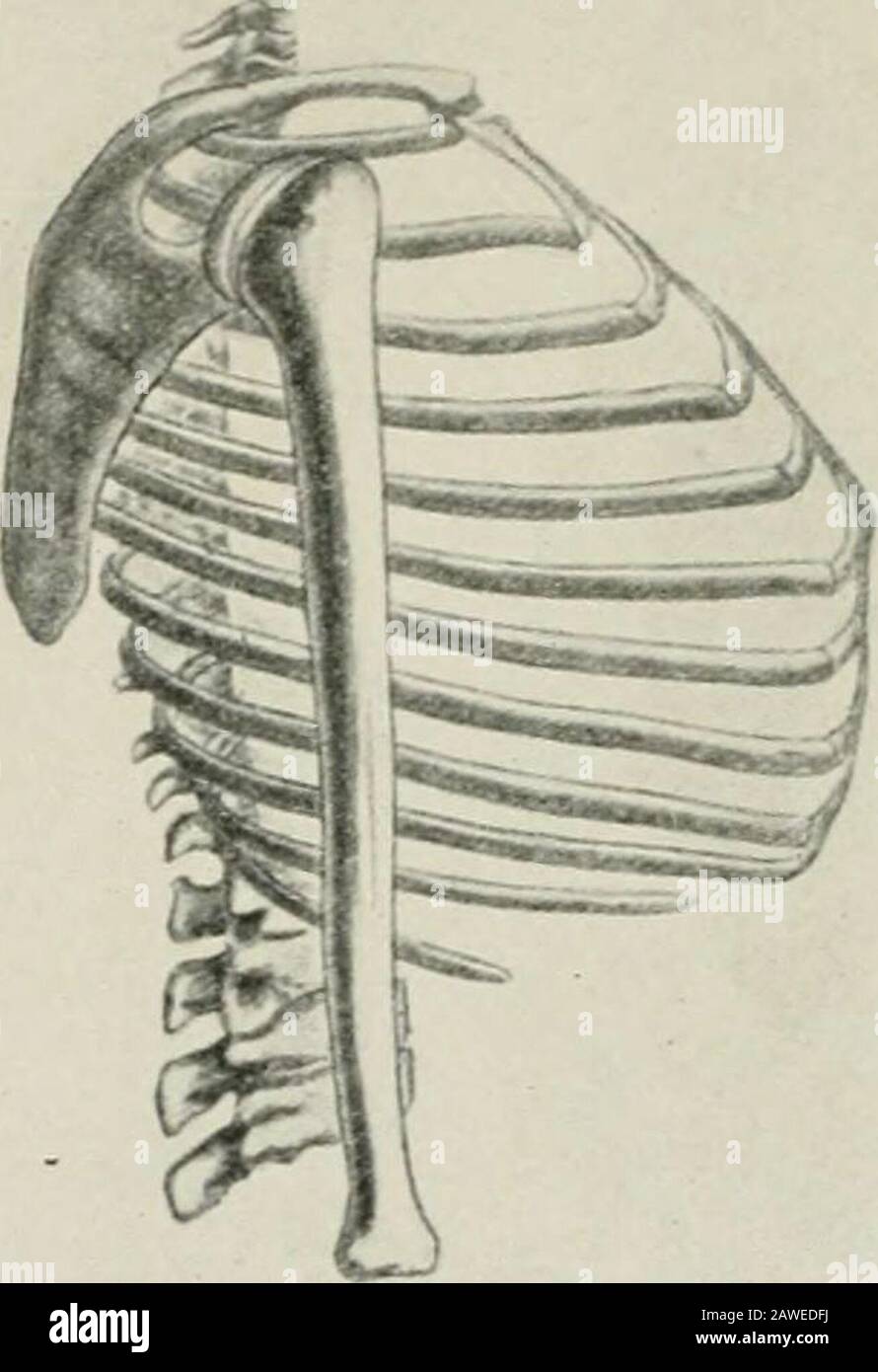 Diseases of the chest and the principles of physical diagnosis . Fig. 8 ...