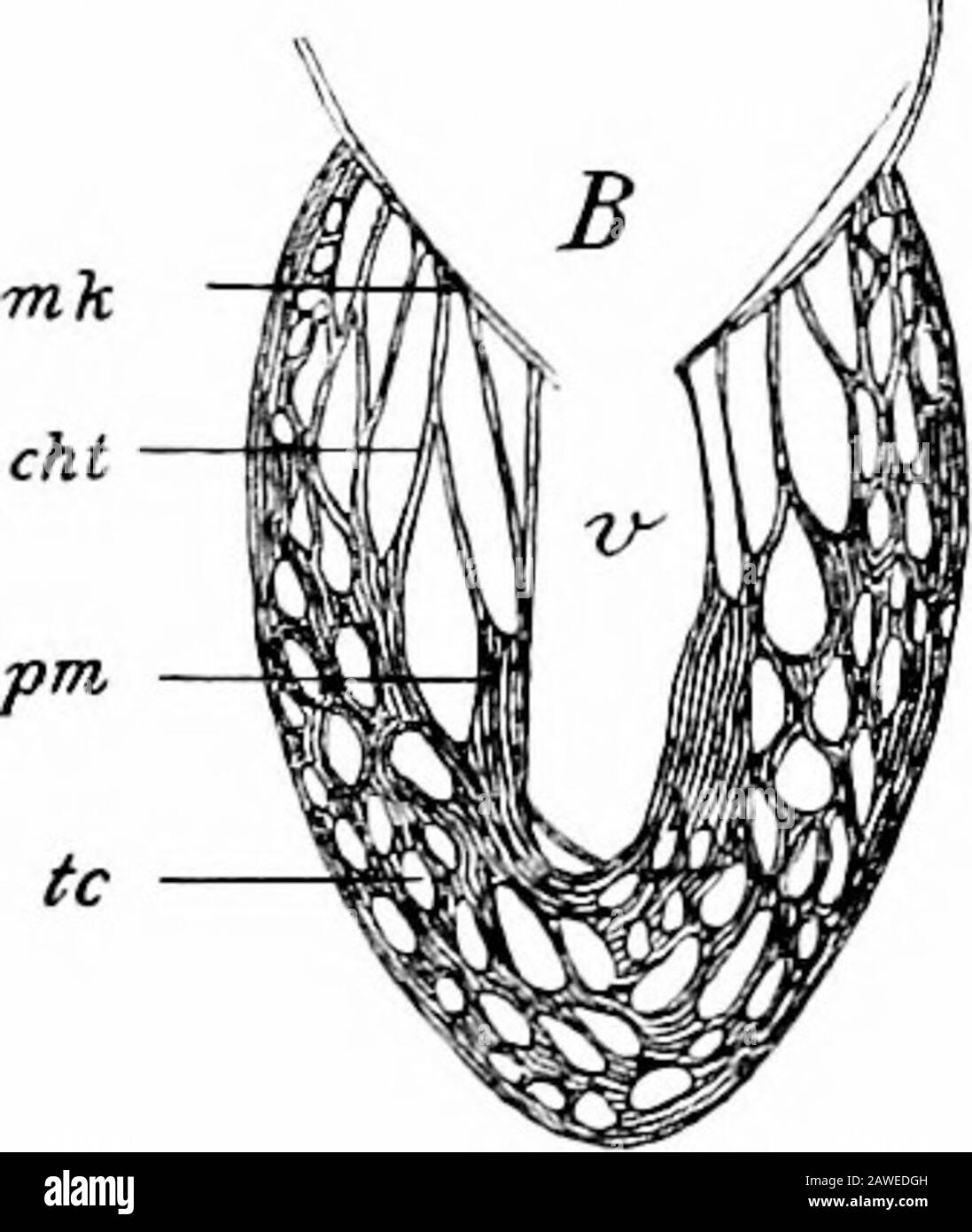 Auriculo ventricular valves hi-res stock photography and images - Alamy