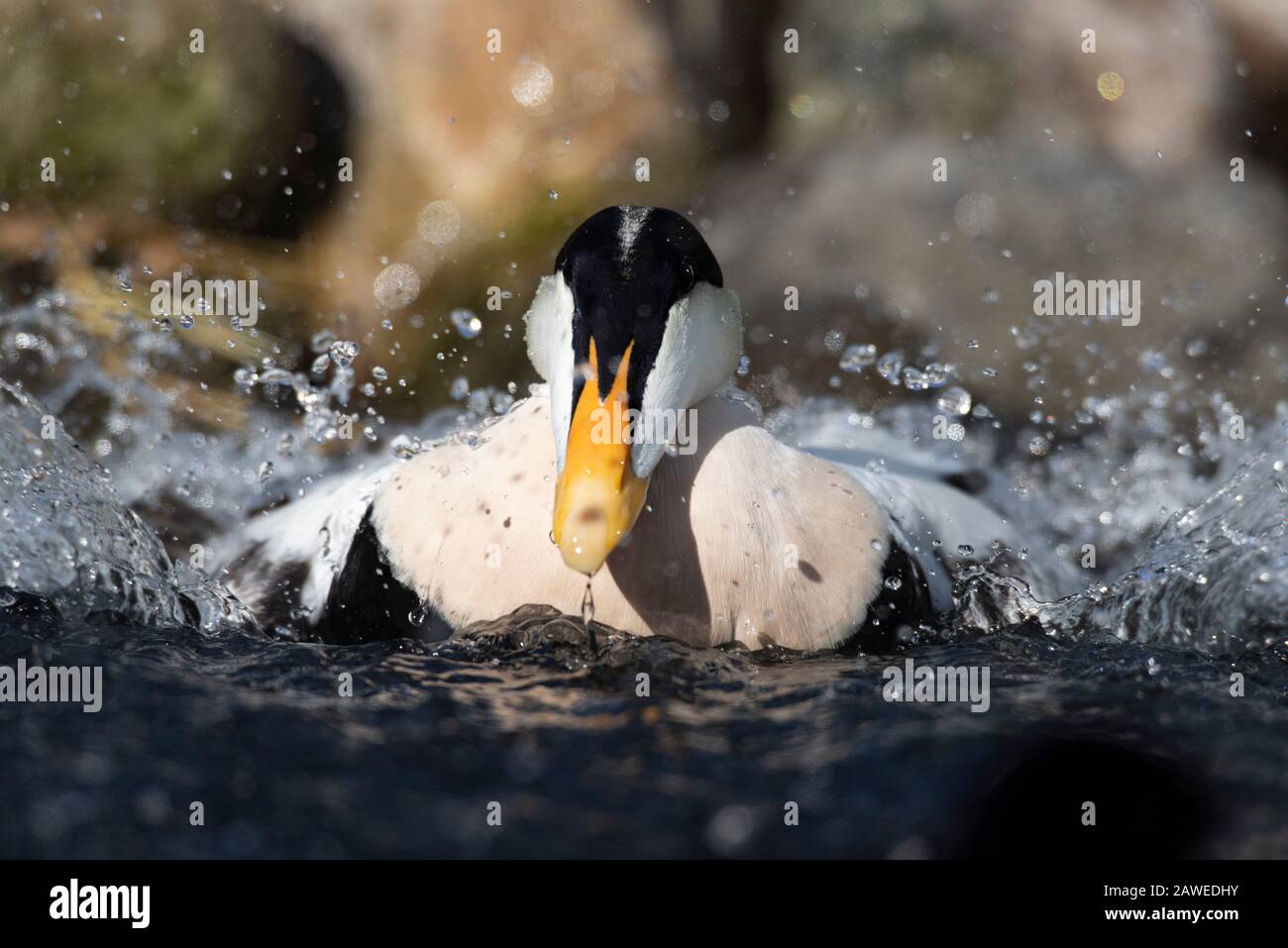 Pacific eiders hi-res stock photography and images - Alamy