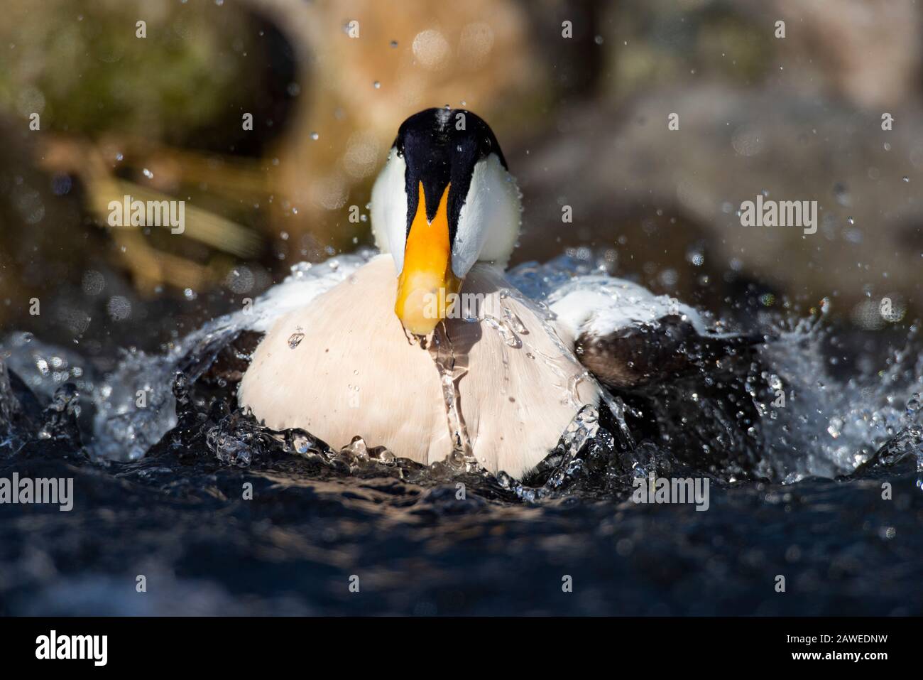Pacific Eiders in Alaska Stock Photo - Alamy