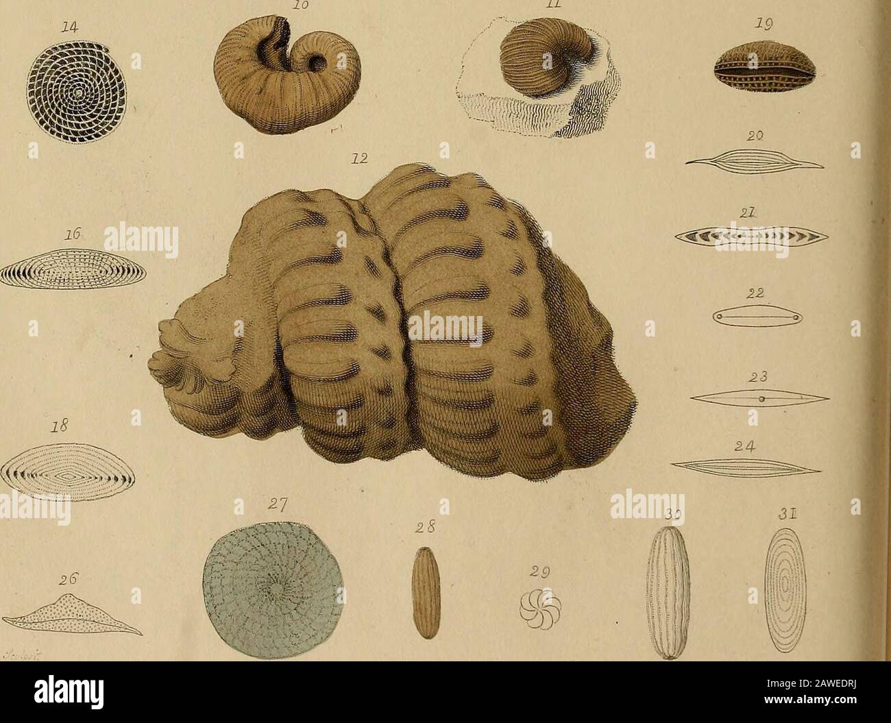 Hamite hi-res stock photography and images - Alamy