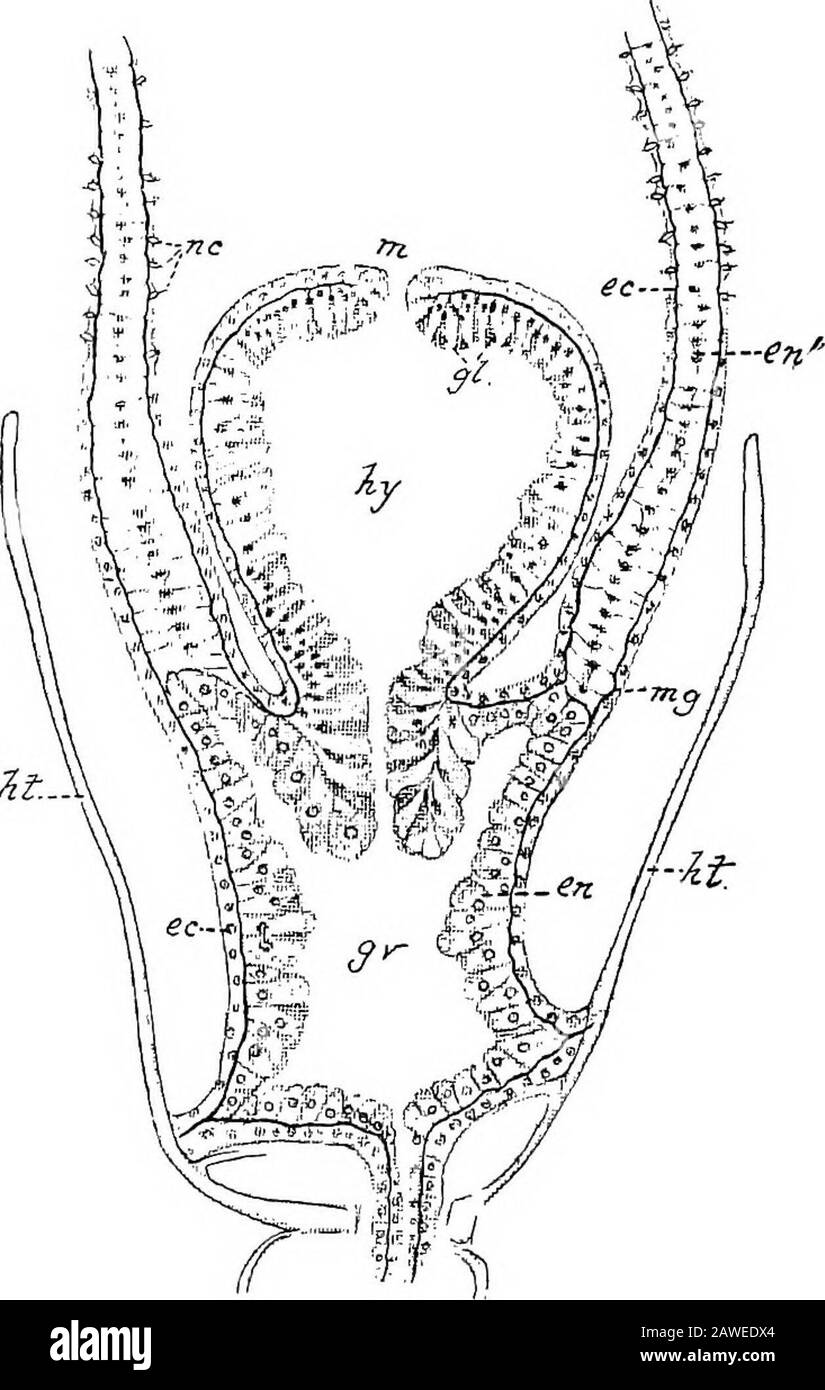 Gastrovascular Cavity
