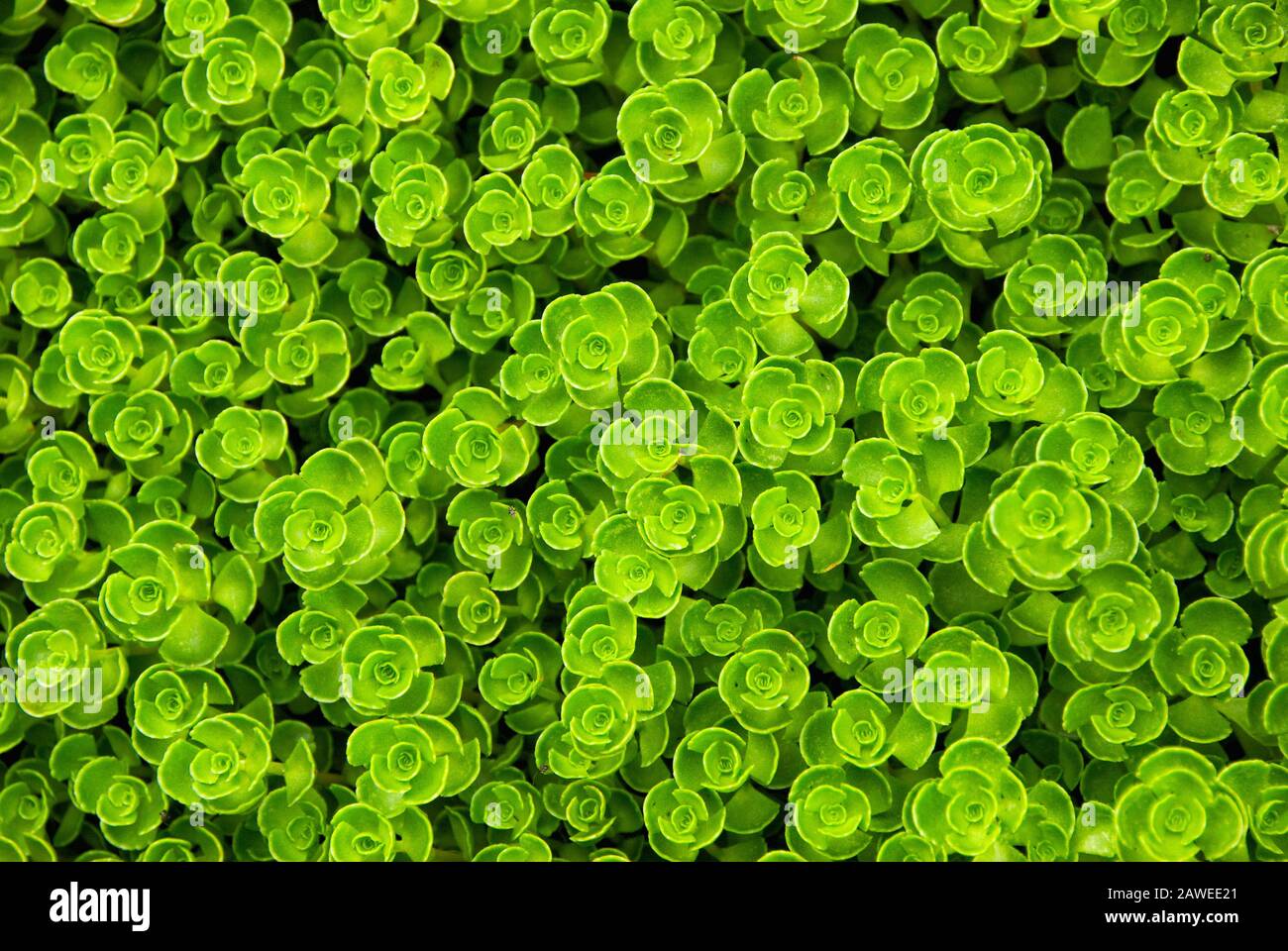 Round Shaped Leaves High Resolution Stock Photography and Images - Alamy