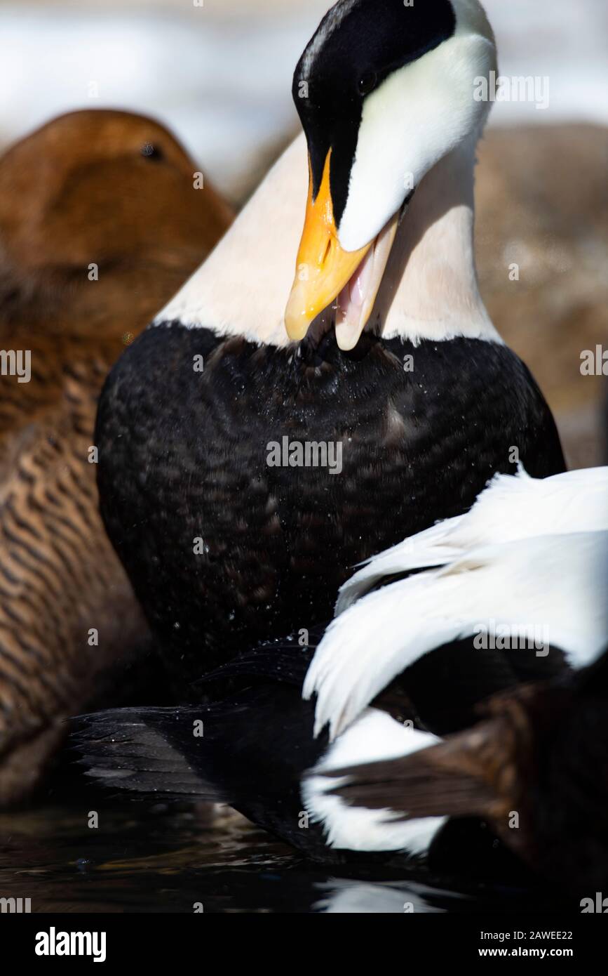Pacific Eiders in Alaska Stock Photo - Alamy