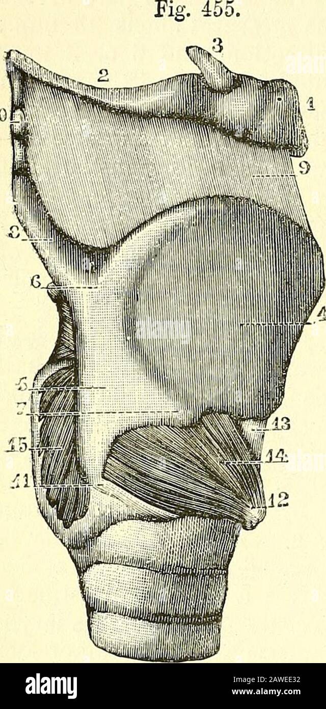 Intrinsic muscles of the larynx hi-res stock photography and images - Alamy