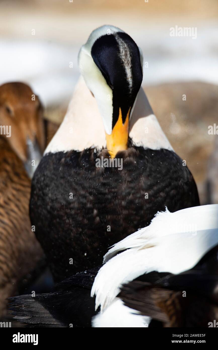 Pacific eiders hi-res stock photography and images - Alamy