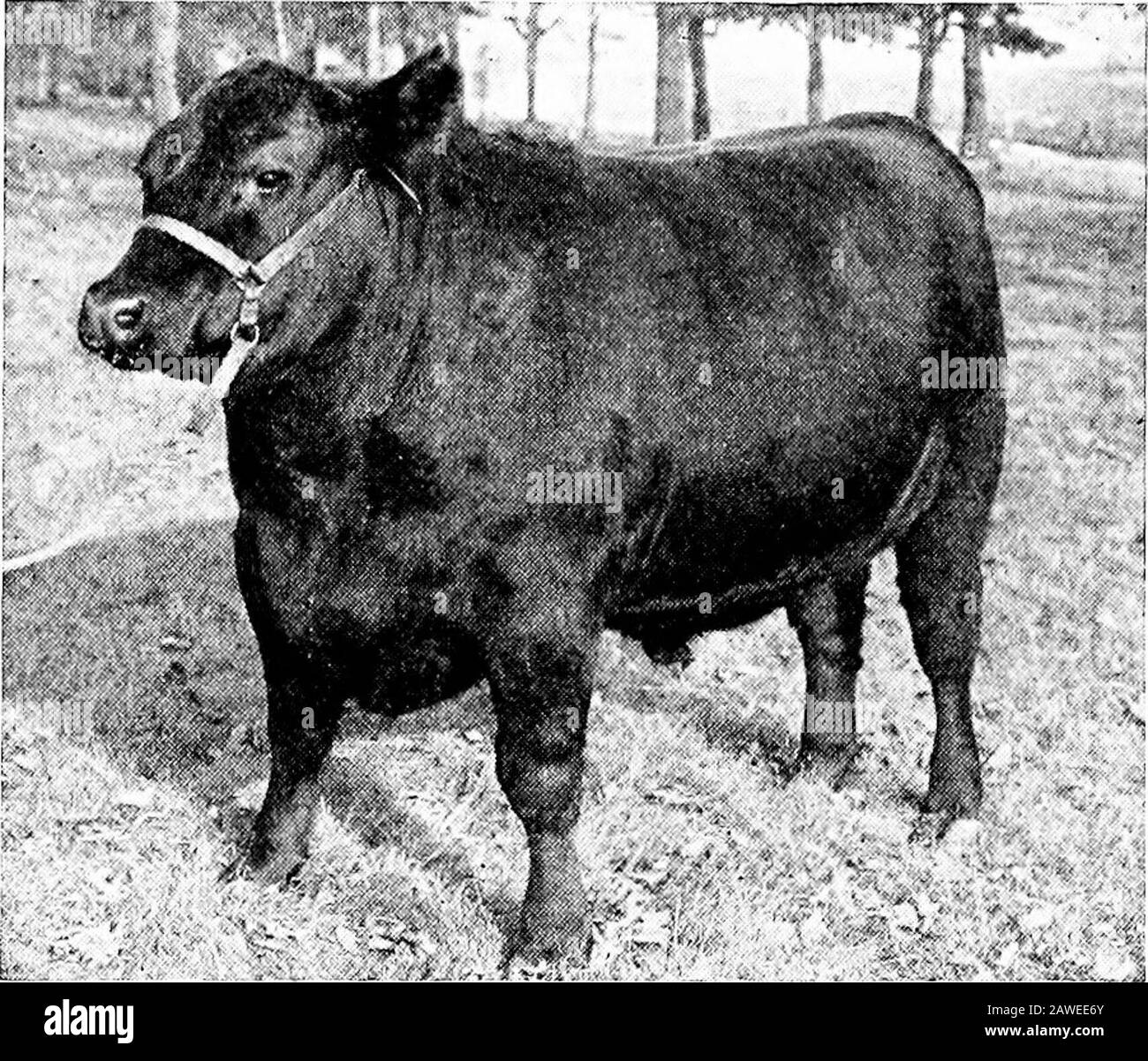 Galloway black angus cattle Black and White Stock Photos & Images - Alamy