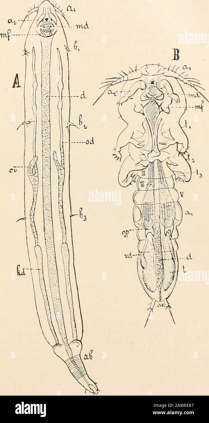Genital characteristics hi-res stock photography and images - Alamy