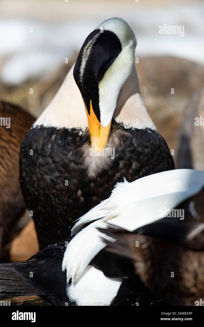 Pacific eiders hi-res stock photography and images - Alamy