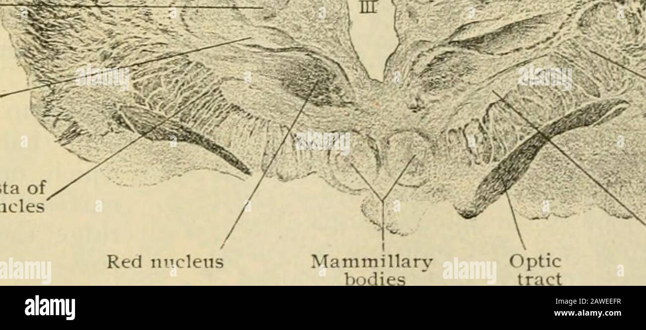 Human anatomy, including structure and development and practical ...