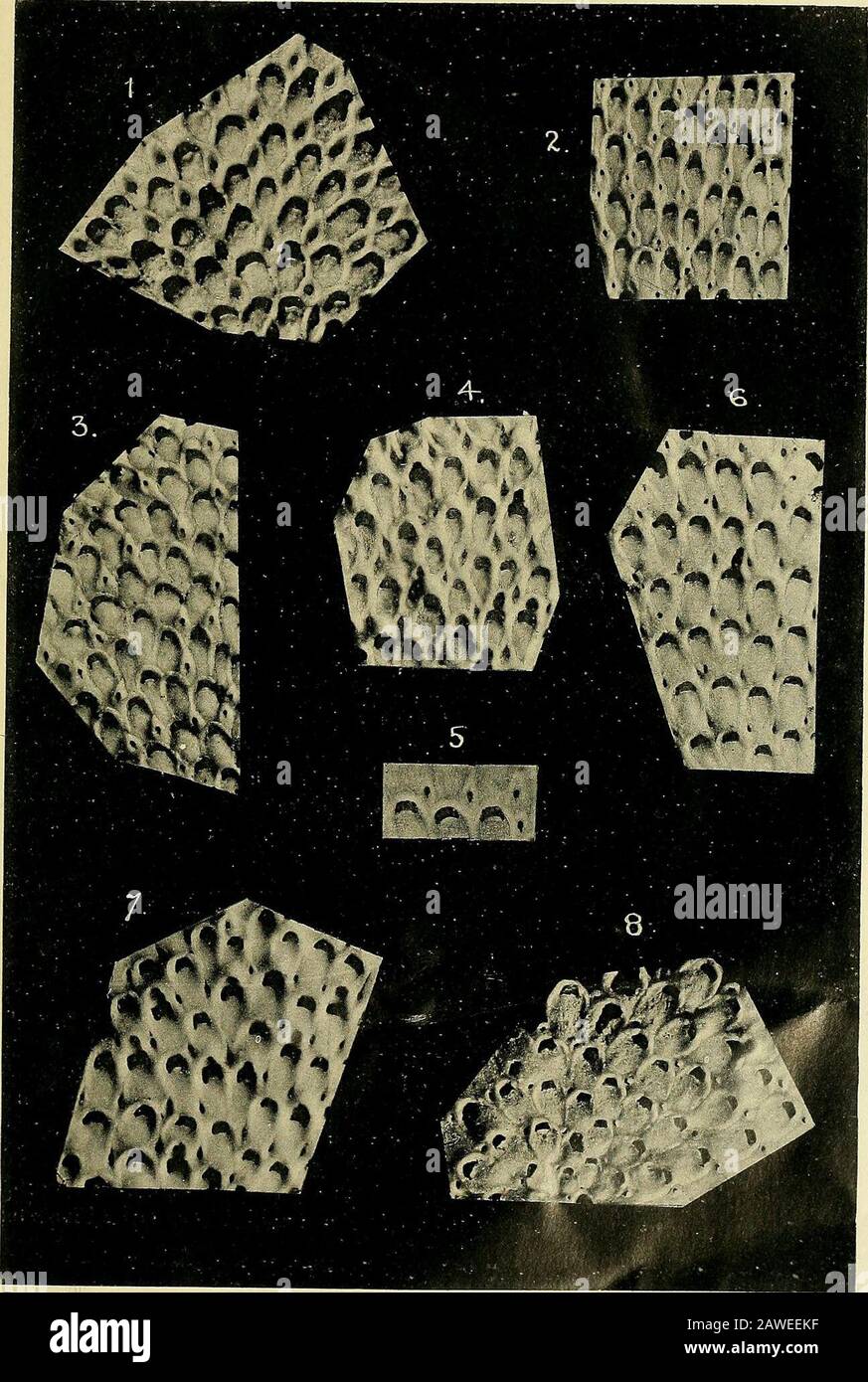 Large lower lip hi-res stock photography and images - Alamy