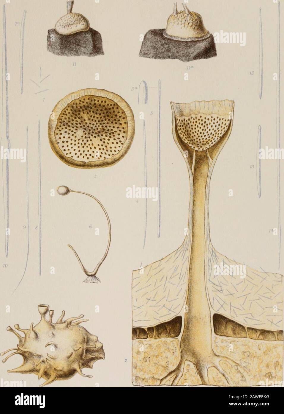 Cortical plate hi-res stock photography and images - Alamy