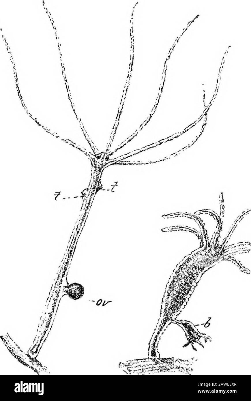 Hydra fusca Cut Out Stock Images & Pictures - Alamy