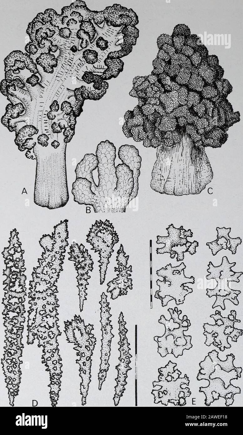 Tuberculate leaf hi-res stock photography and images - Alamy
