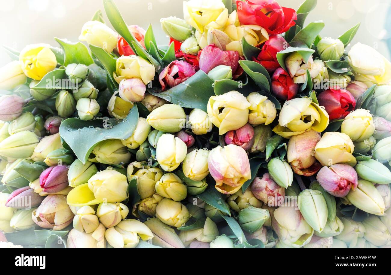 Colorful spring tulips hi-res stock photography and images - Alamy