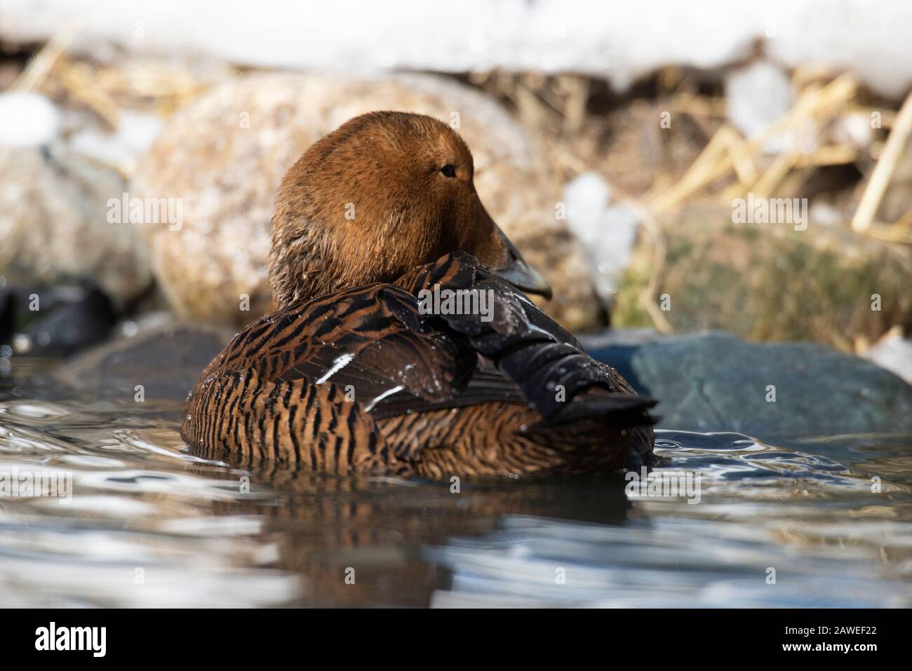 Pacific Eiders in Alaska Stock Photo - Alamy