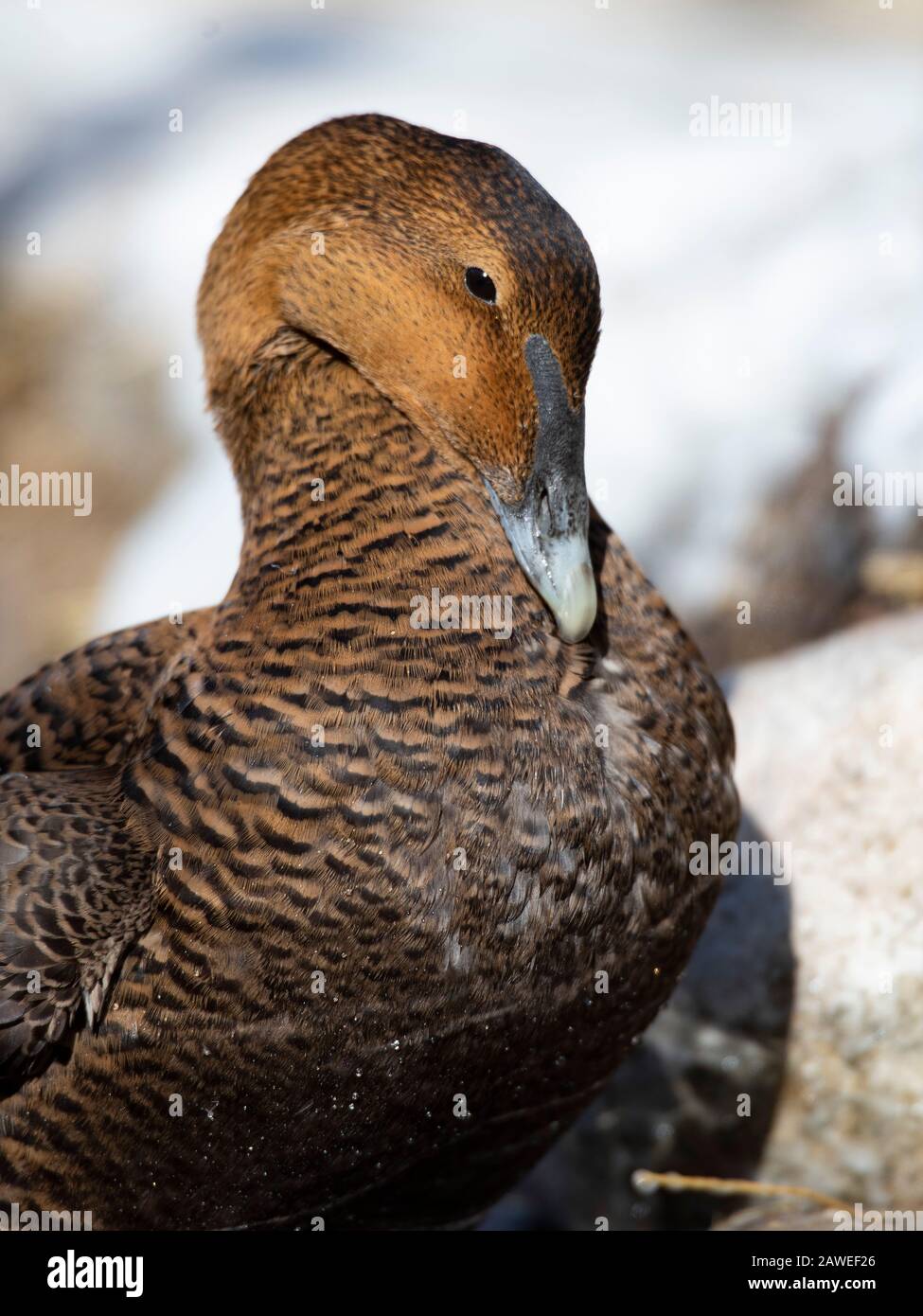 Pacific eiders hi-res stock photography and images - Alamy