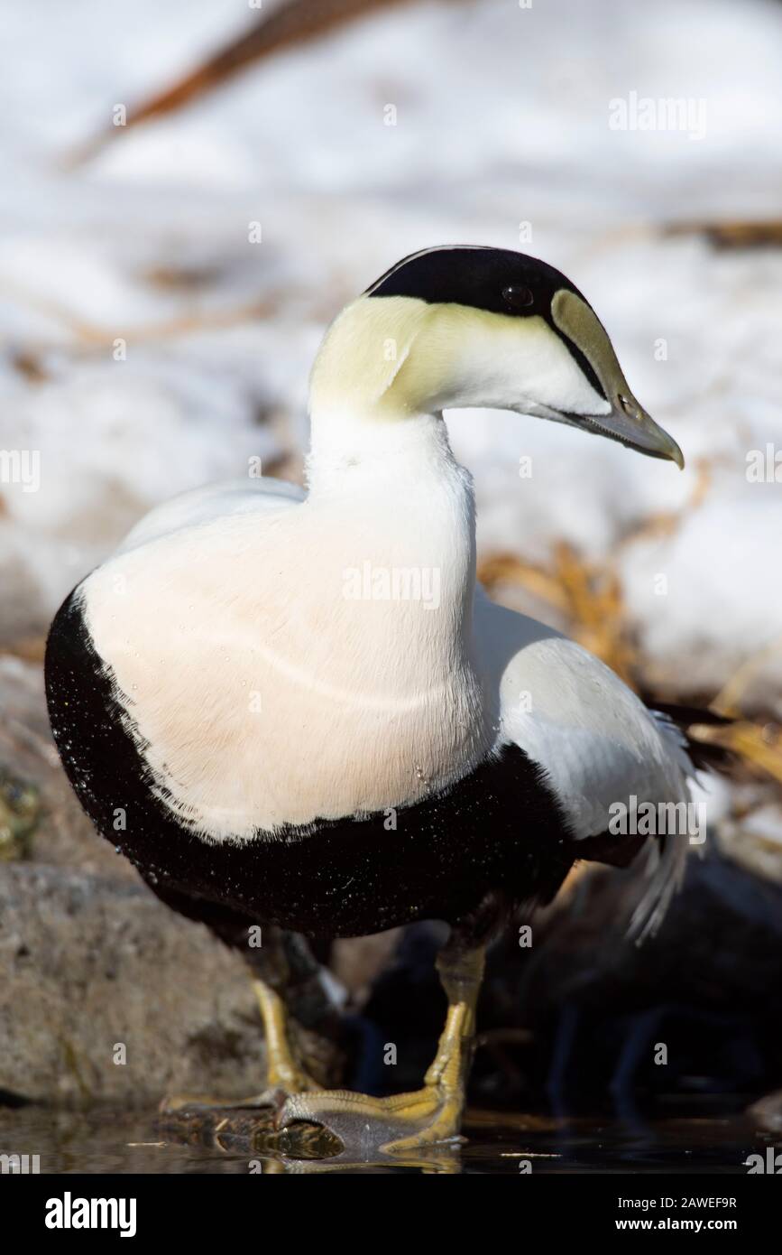 Pacific eiders hi-res stock photography and images - Alamy