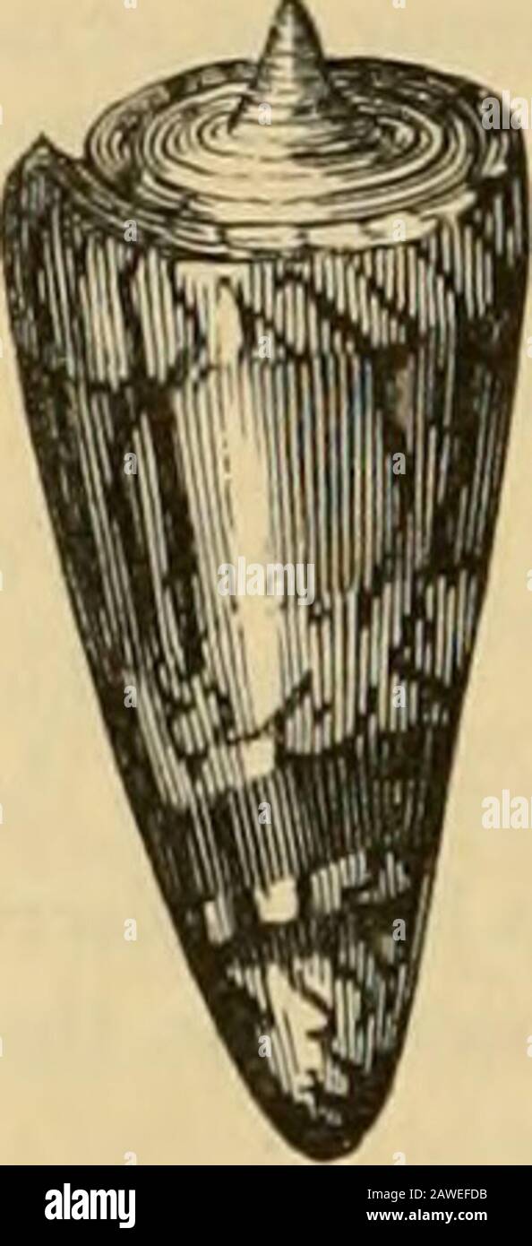 175 species hi-res stock photography and images - Alamy