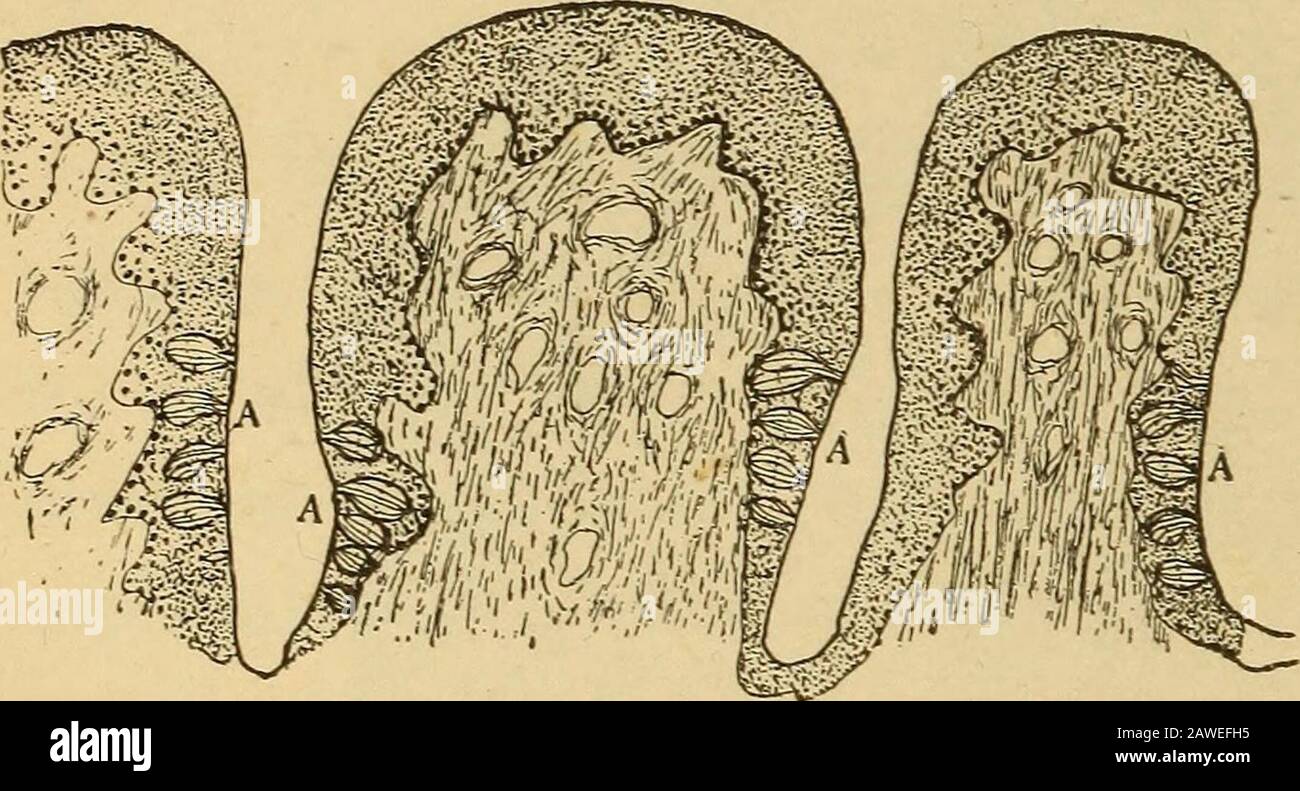 Taste buds papillae hi-res stock photography and images - Alamy