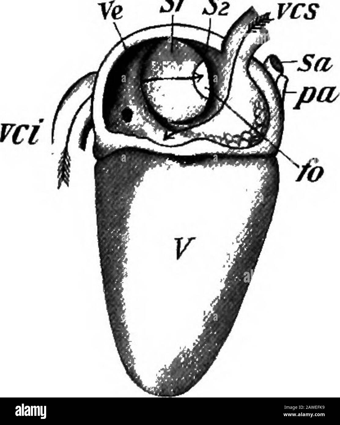The development of the human body; a manual of human embryology ...