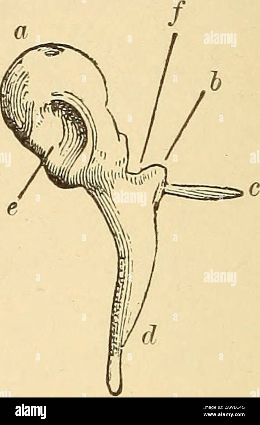 Manubrium Of Malleus High Resolution Stock Photography and Images - Alamy