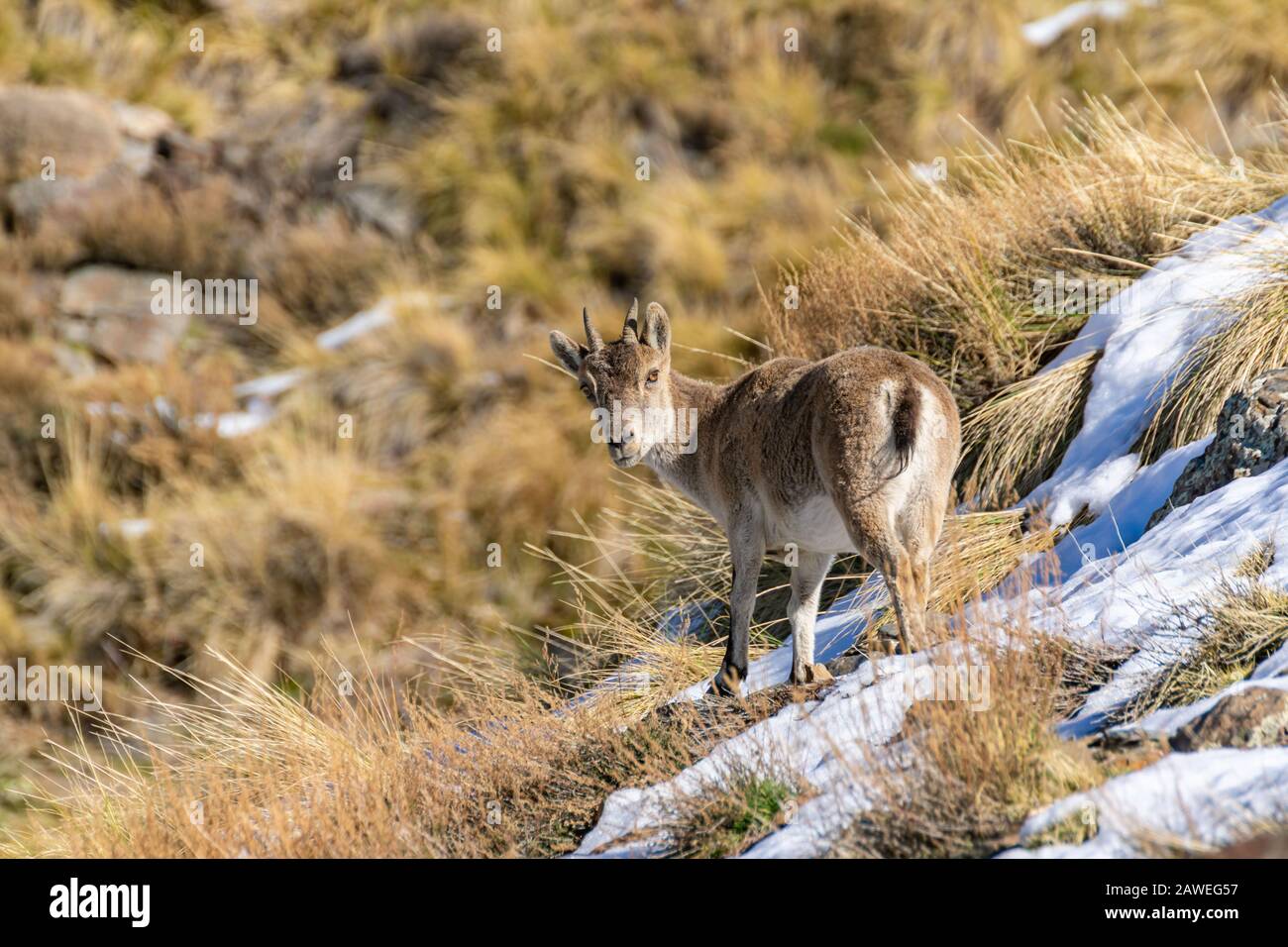 Iberian female wild goat hi-res stock photography and images - Alamy