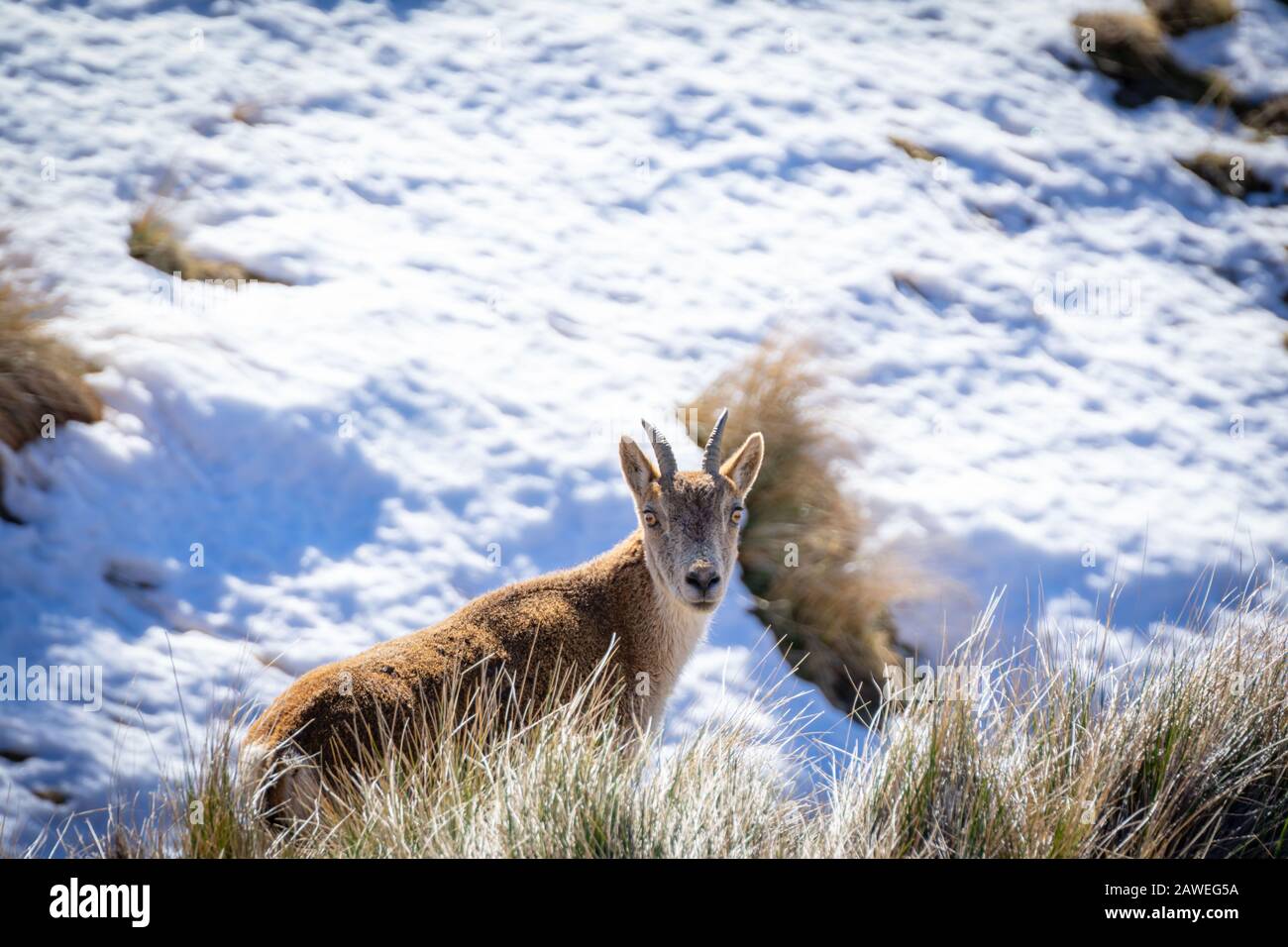 Iberian female wild goat hi-res stock photography and images - Alamy