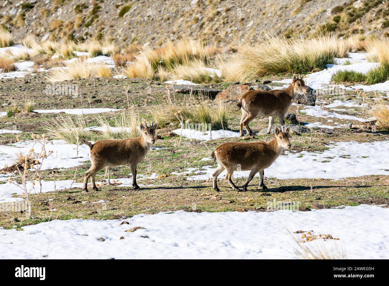Three young mountain goats in Sierra Nevada surrounded by snow Stock ...