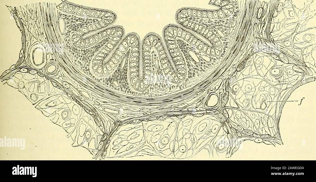 Quain's elements of anatomy . Fig. 444.—Portion of a transverse section ...