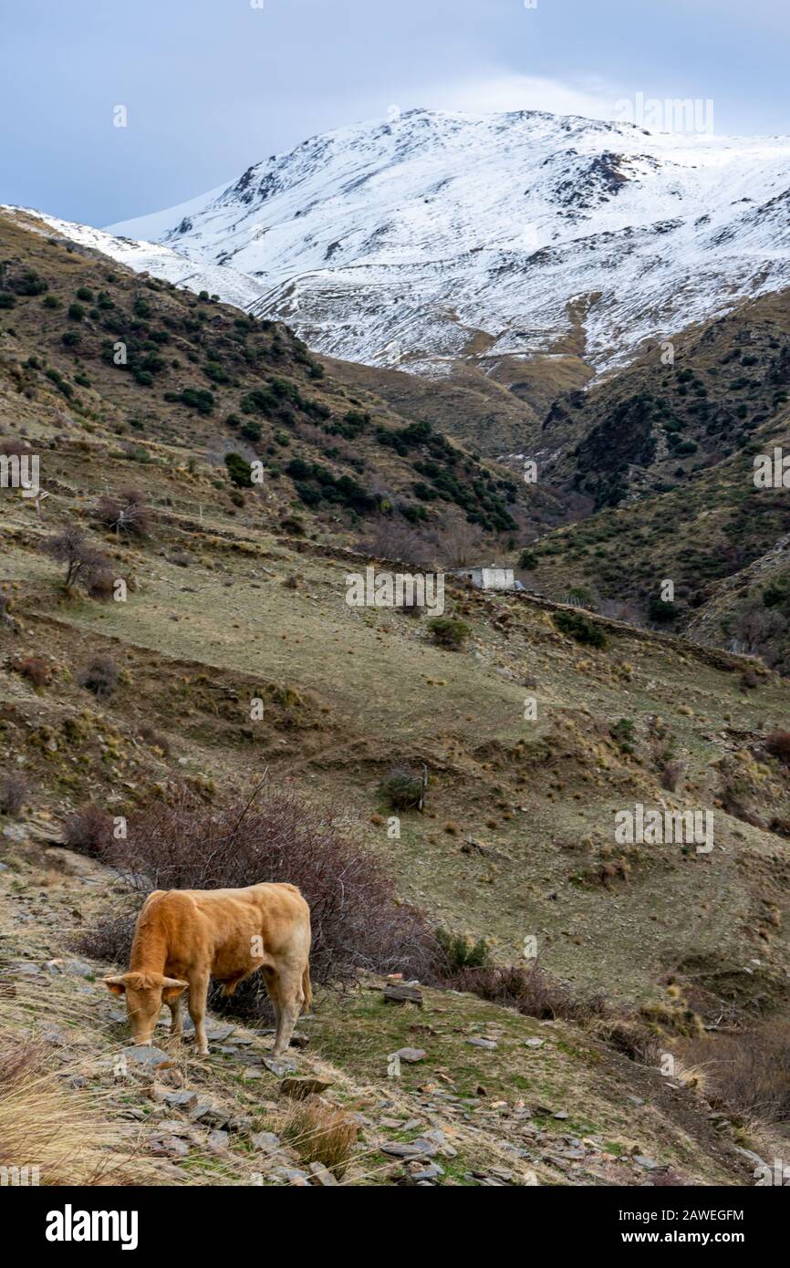 Female mountain goat hi-res stock photography and images - Alamy