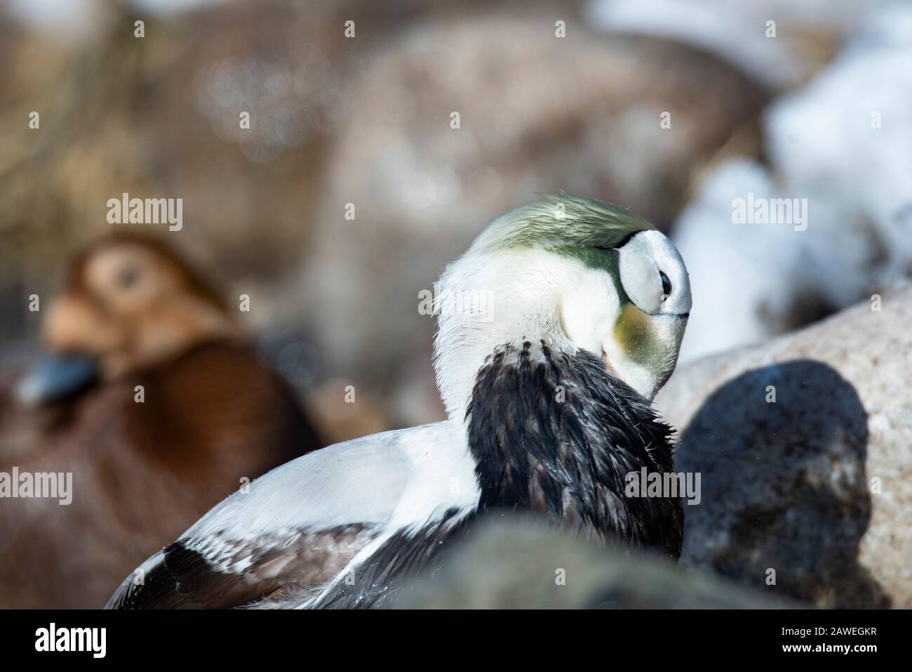 Spectacled eider ducks hi-res stock photography and images - Alamy