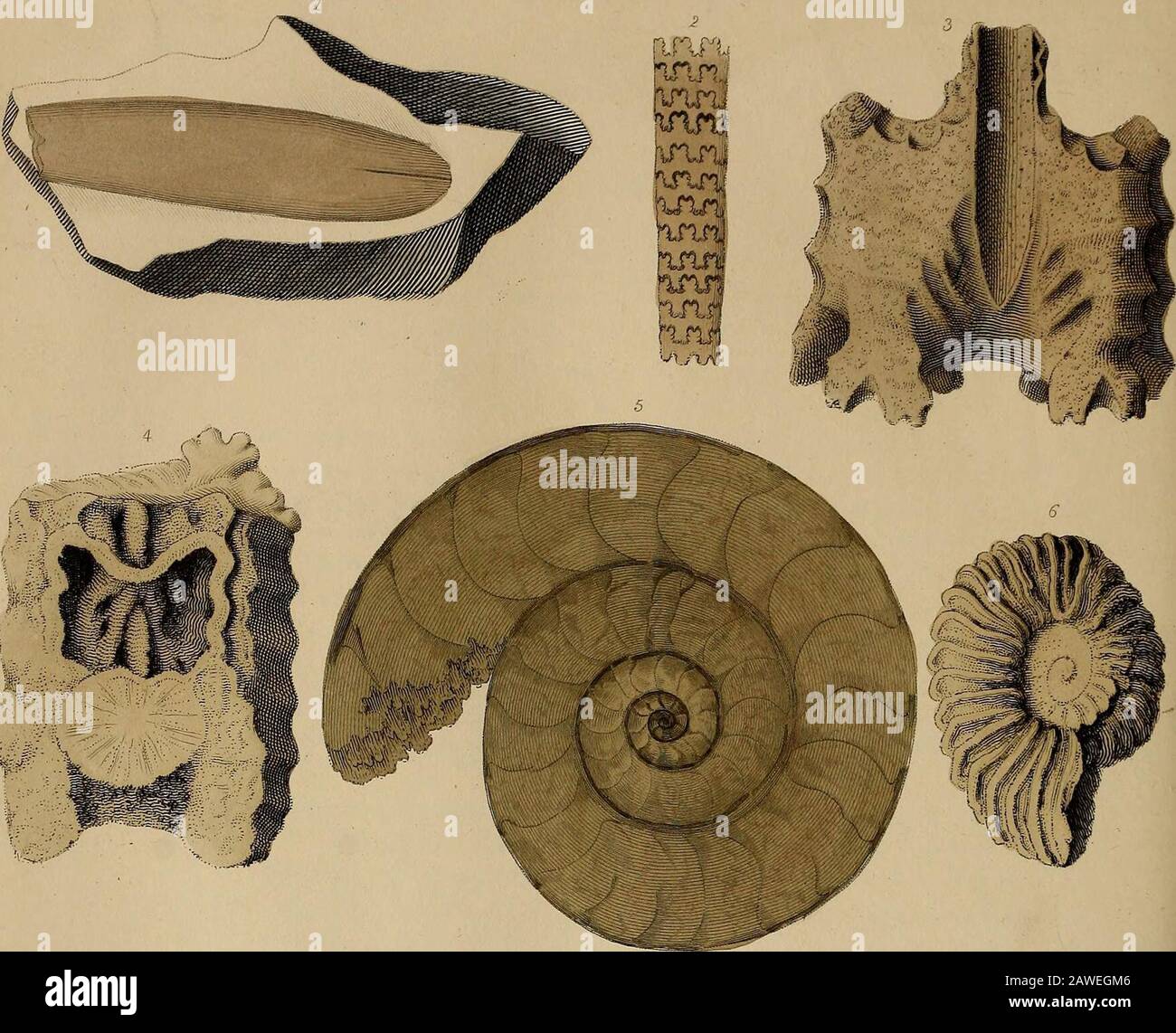 A pictorial atlas of fossil remains, consisting of coloured ...
