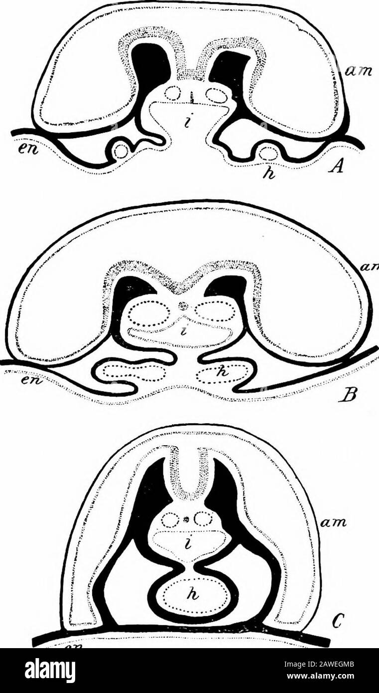 Human embryo heart development hi-res stock photography and images - Alamy