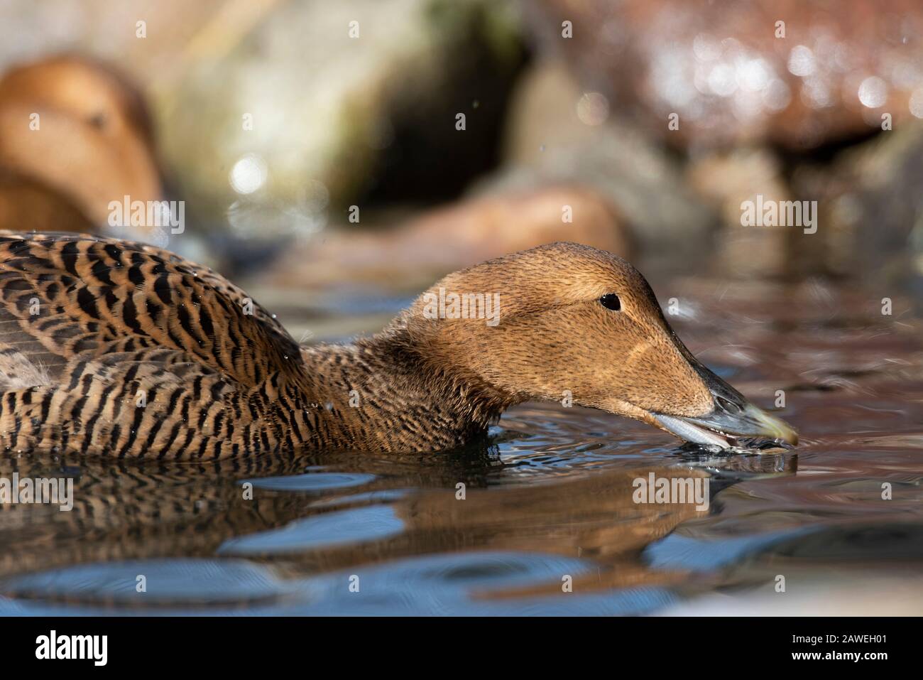 Pacific Eiders in Alaska Stock Photo - Alamy