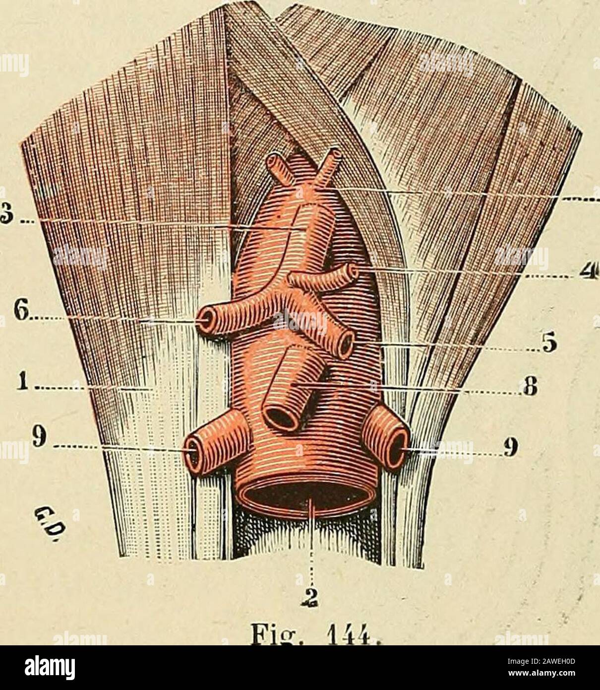 Veine iliaque interne hi-res stock photography and images - Alamy