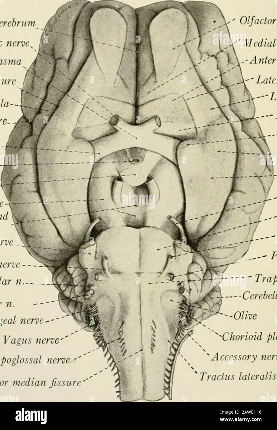 Ventral View Of Sheep Brain With Nerves