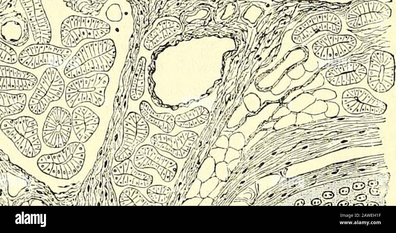 Trachea mucous membrane hi-res stock photography and images - Alamy