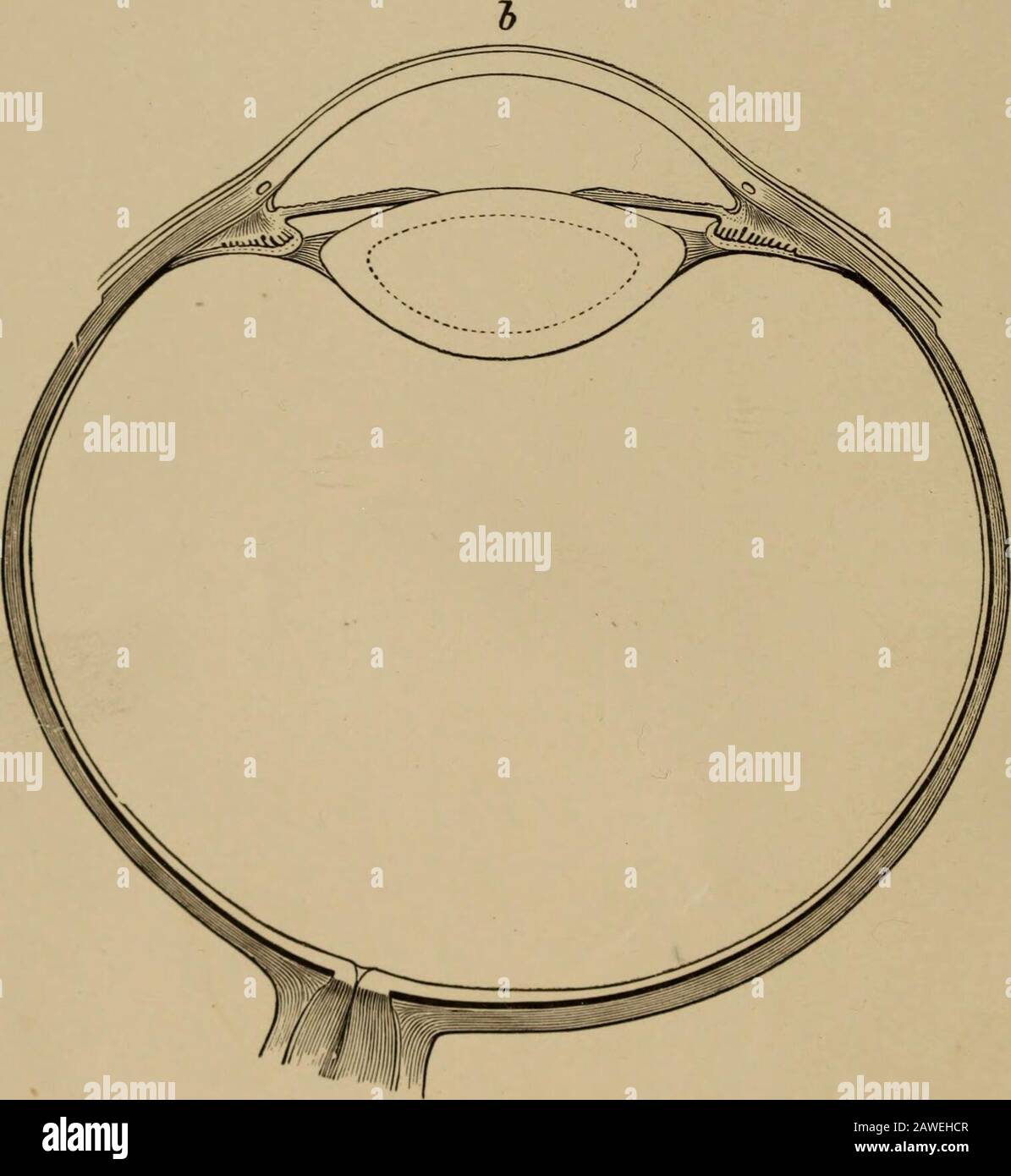 Clinical studies on diseases of the eye including those of the ...