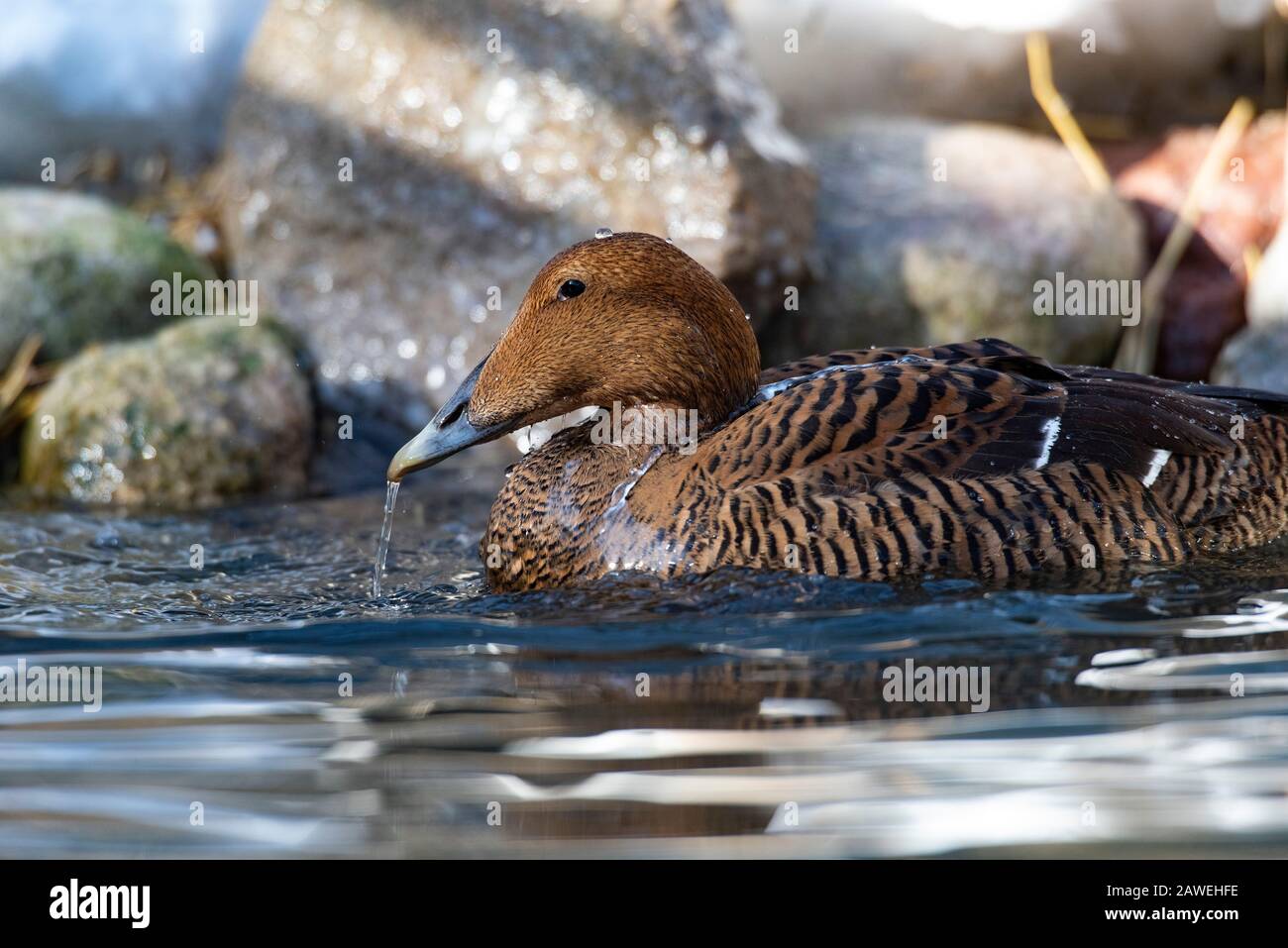 Pacific Eiders in Alaska Stock Photo - Alamy
