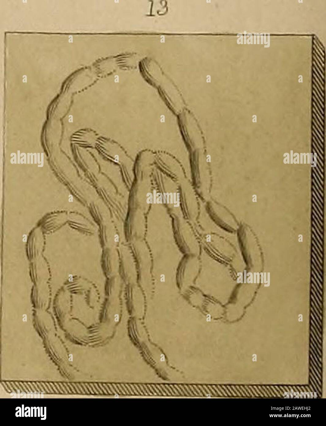 A pictorial atlas of fossil remains, consisting of coloured ...