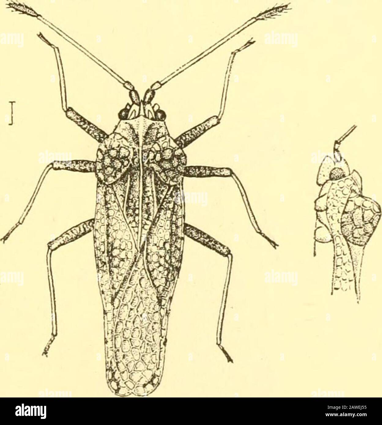 Pronotal disk hi-res stock photography and images - Alamy