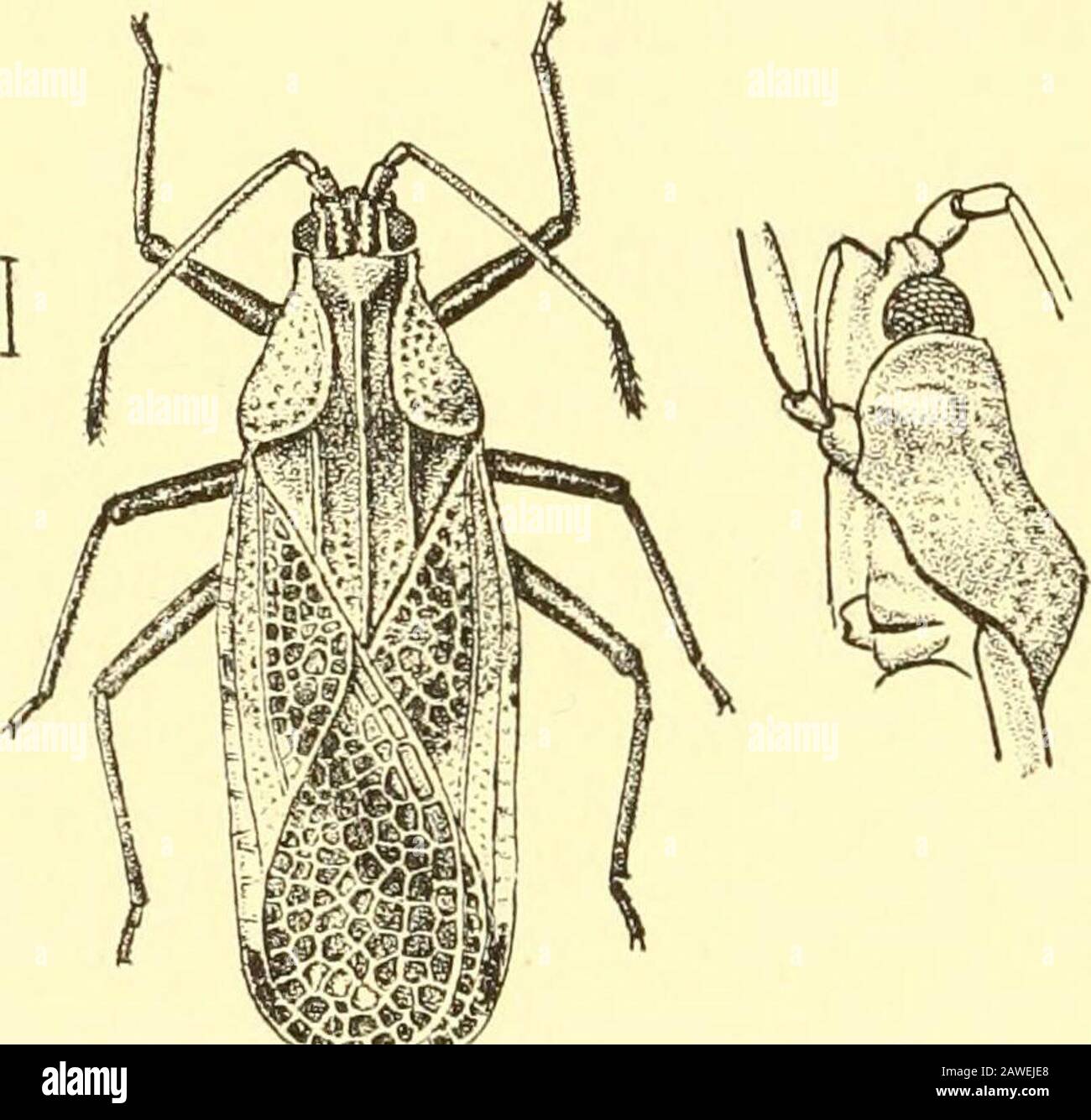 Piceous hi-res stock photography and images - Alamy