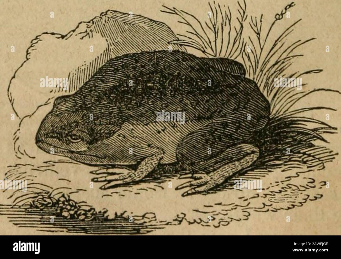 Gold crowned wren hi-res stock photography and images - Alamy