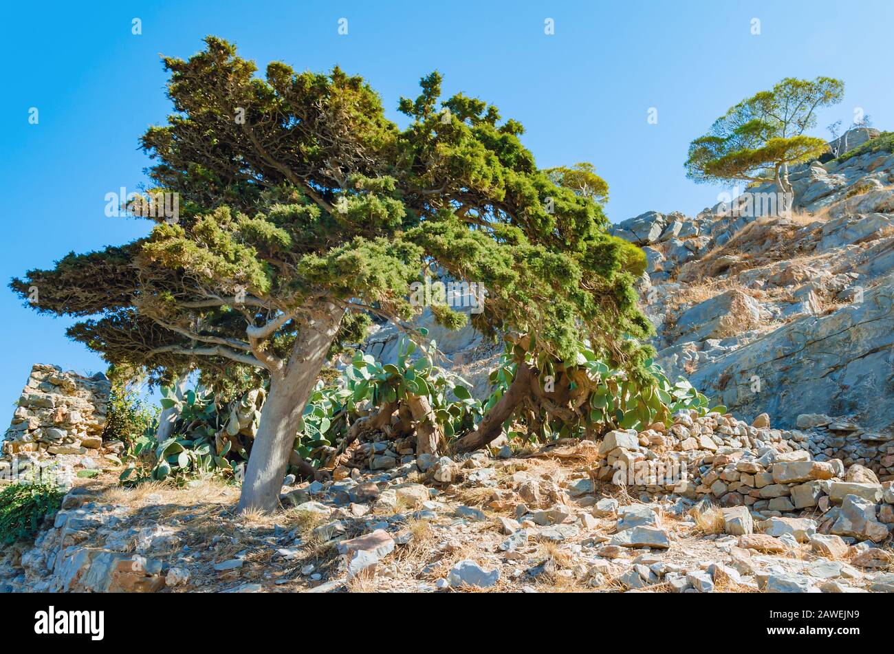 Olive Trees Greece High Resolution Stock Photography and Images - Alamy
