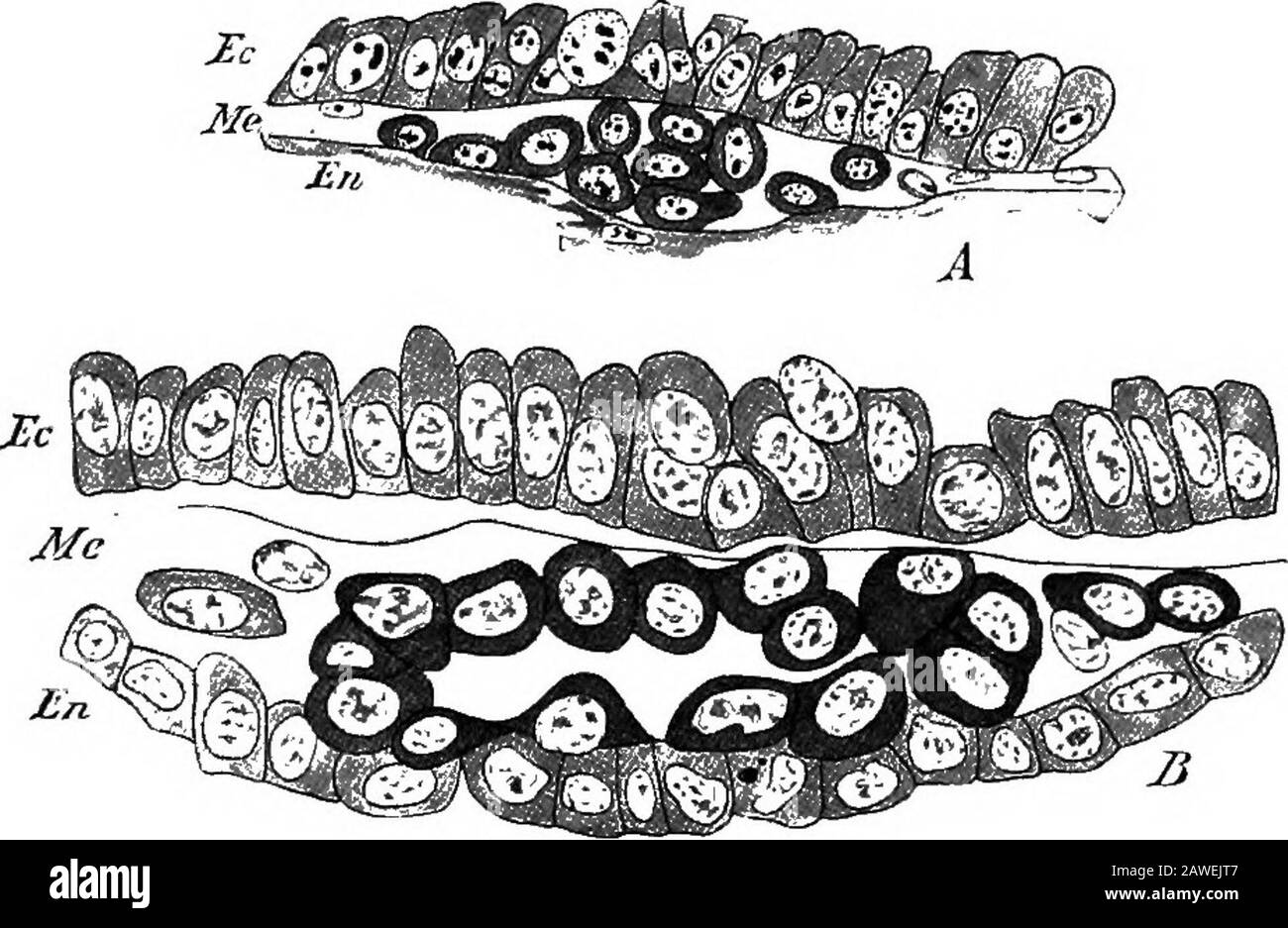 Spherical body of fluid Black and White Stock Photos & Images - Alamy