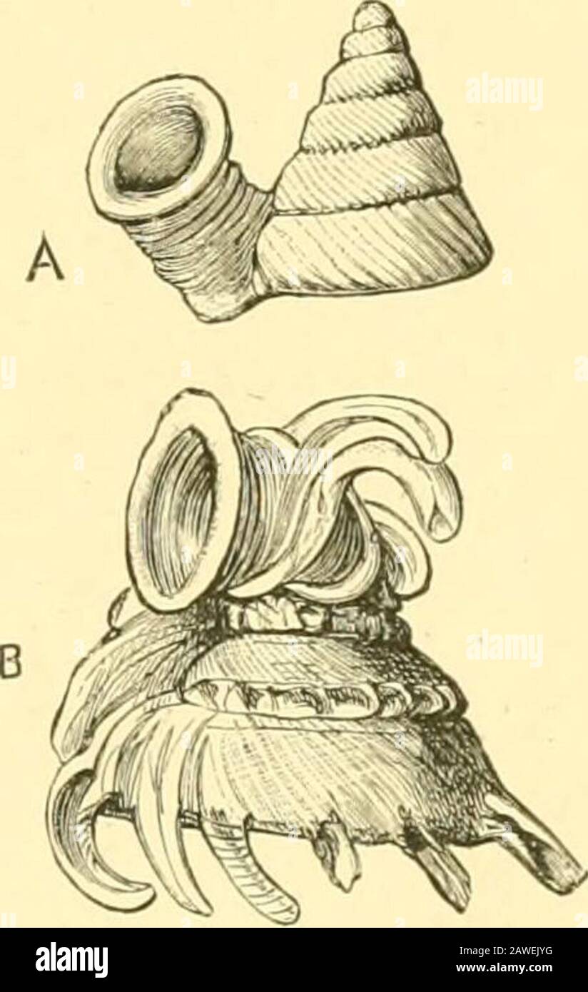 Amphidromus sp hi-res stock photography and images - Alamy
